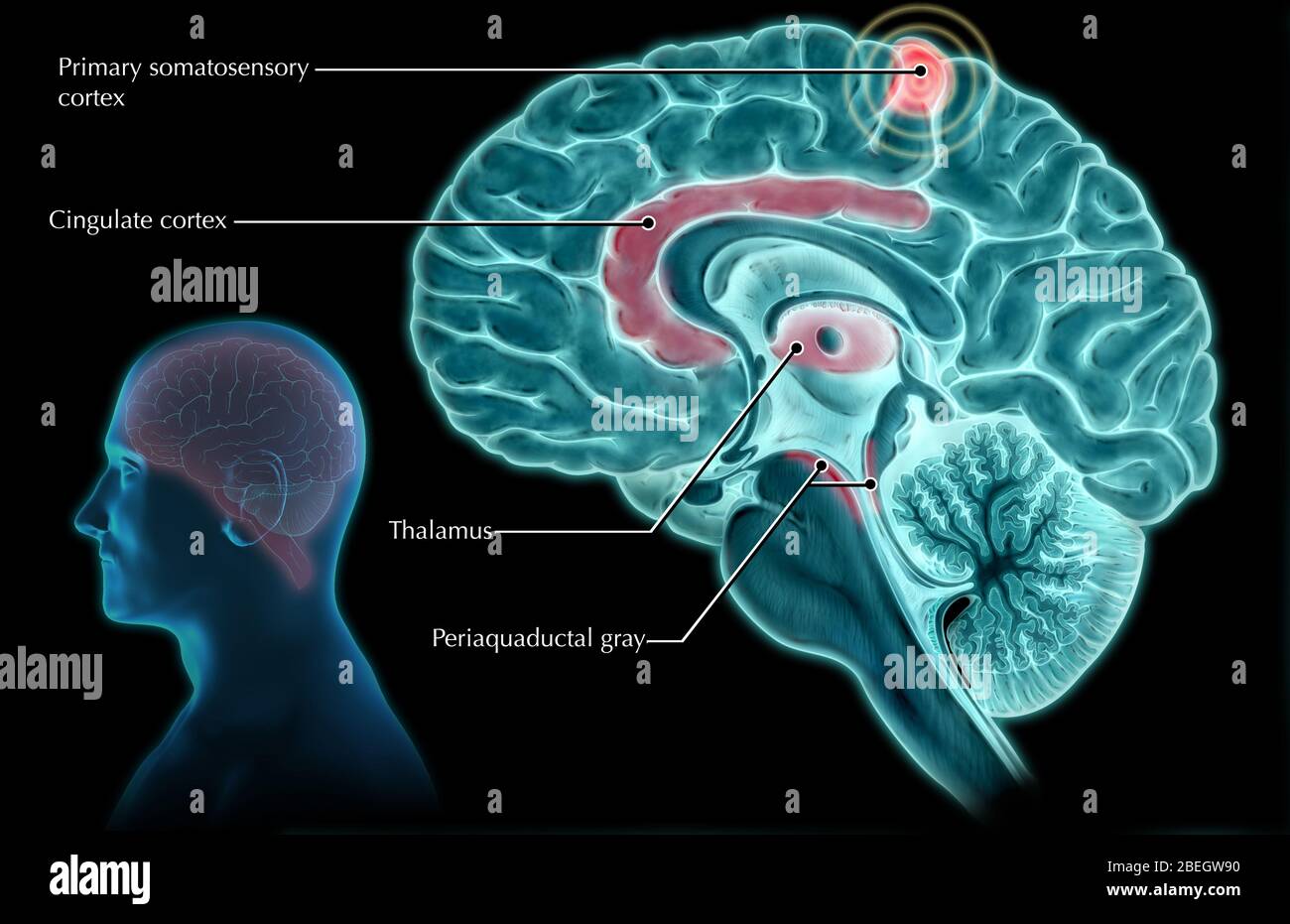 Male Brain Response to Pain Stock Photo - Alamy