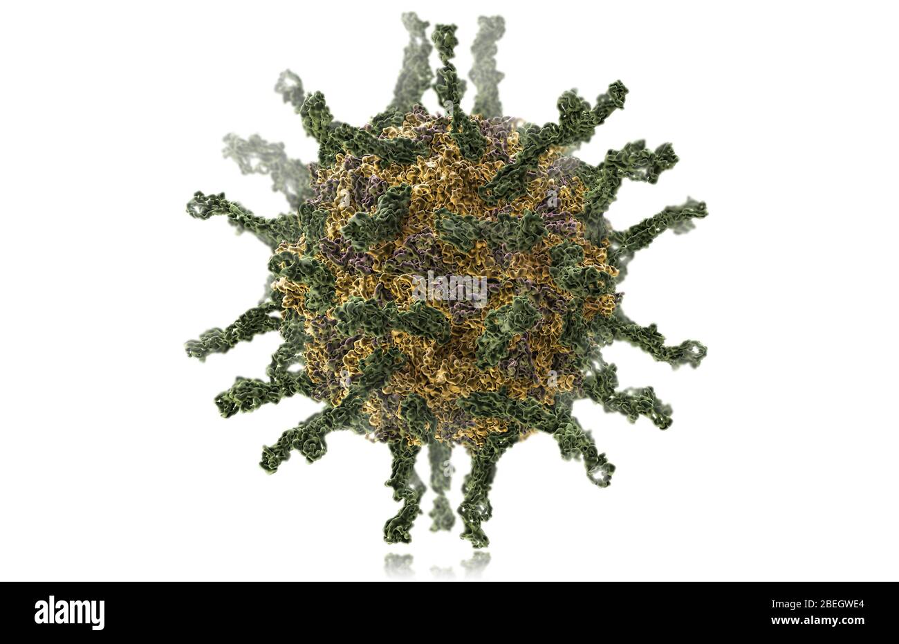 Poliovirus Type I Stock Photo - Alamy