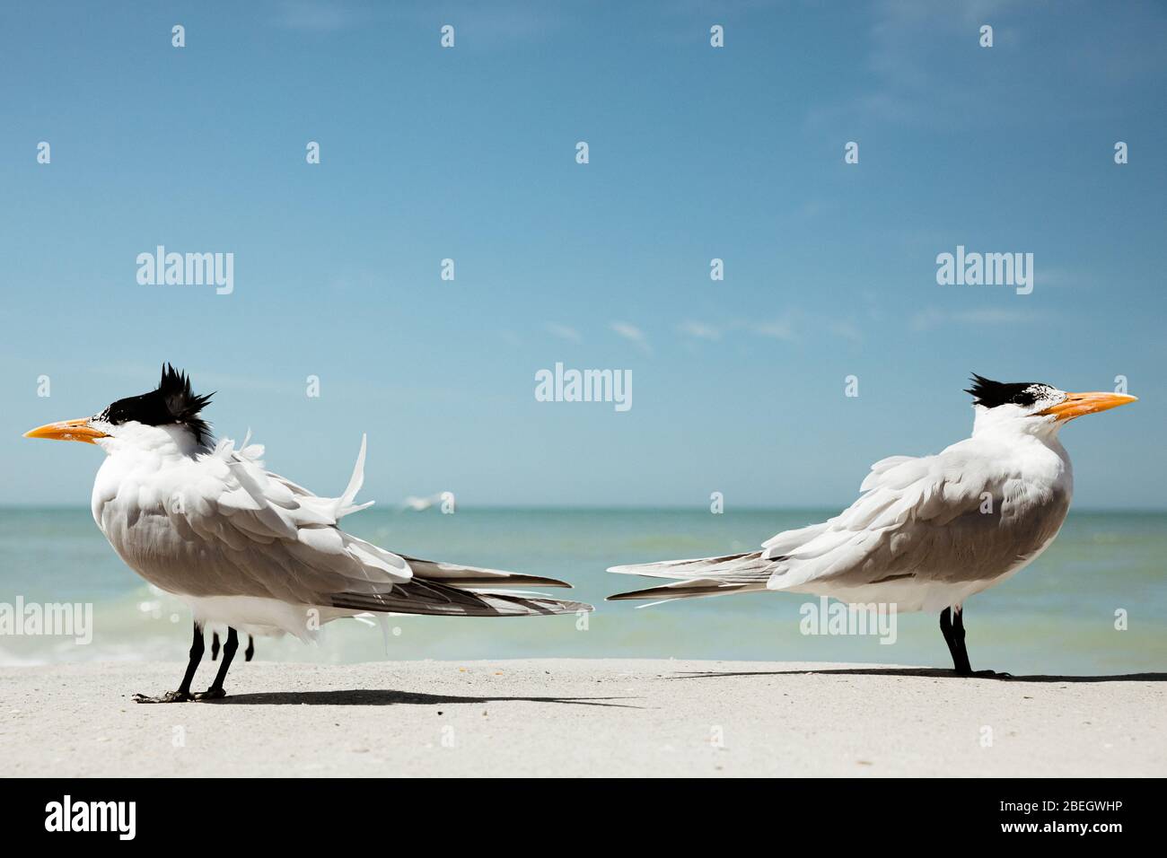 two royal terns face away from each other on a windy florida beach ...