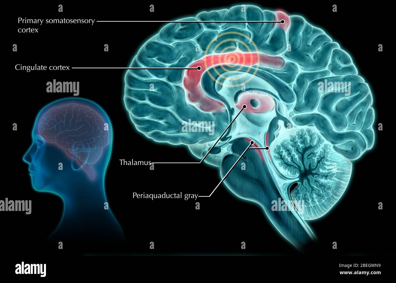 Corteza Cingulada Anterior