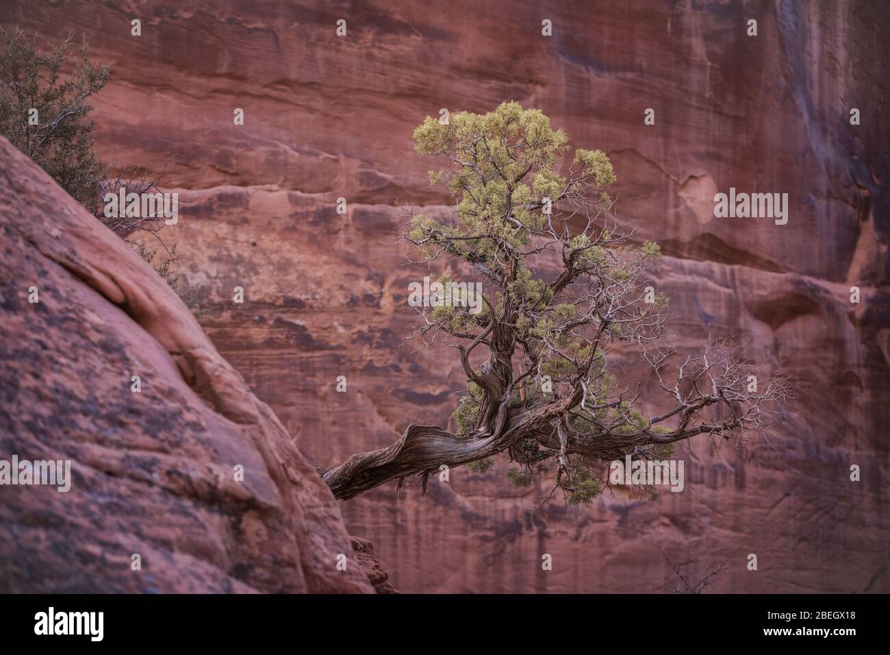 Tree in the rock hi-res stock photography and images - Alamy