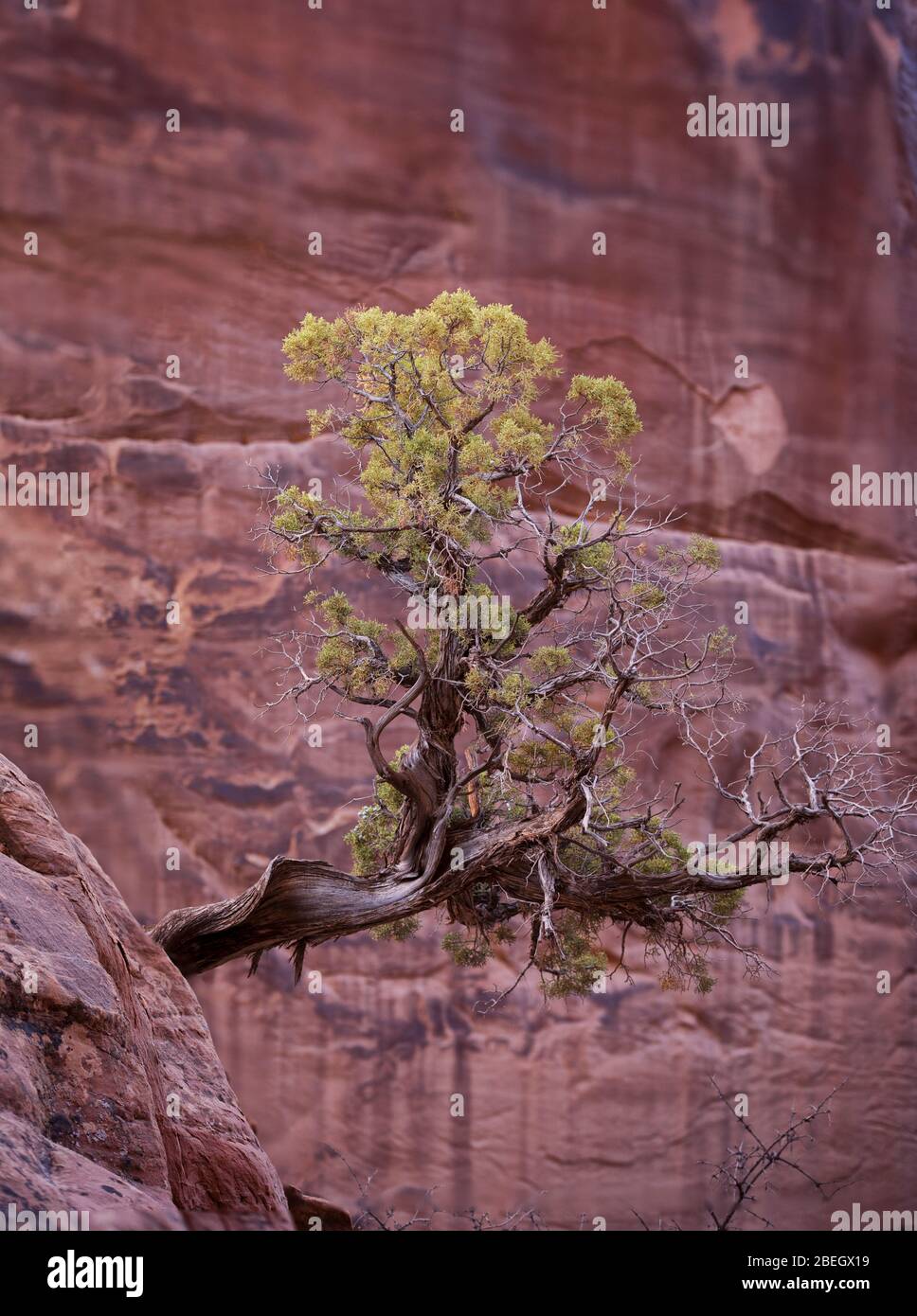 Tree in the rock hi-res stock photography and images - Alamy