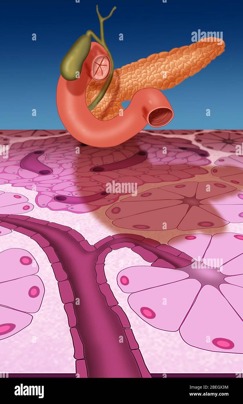 Pancreas and Langerhans Stock Photo - Alamy