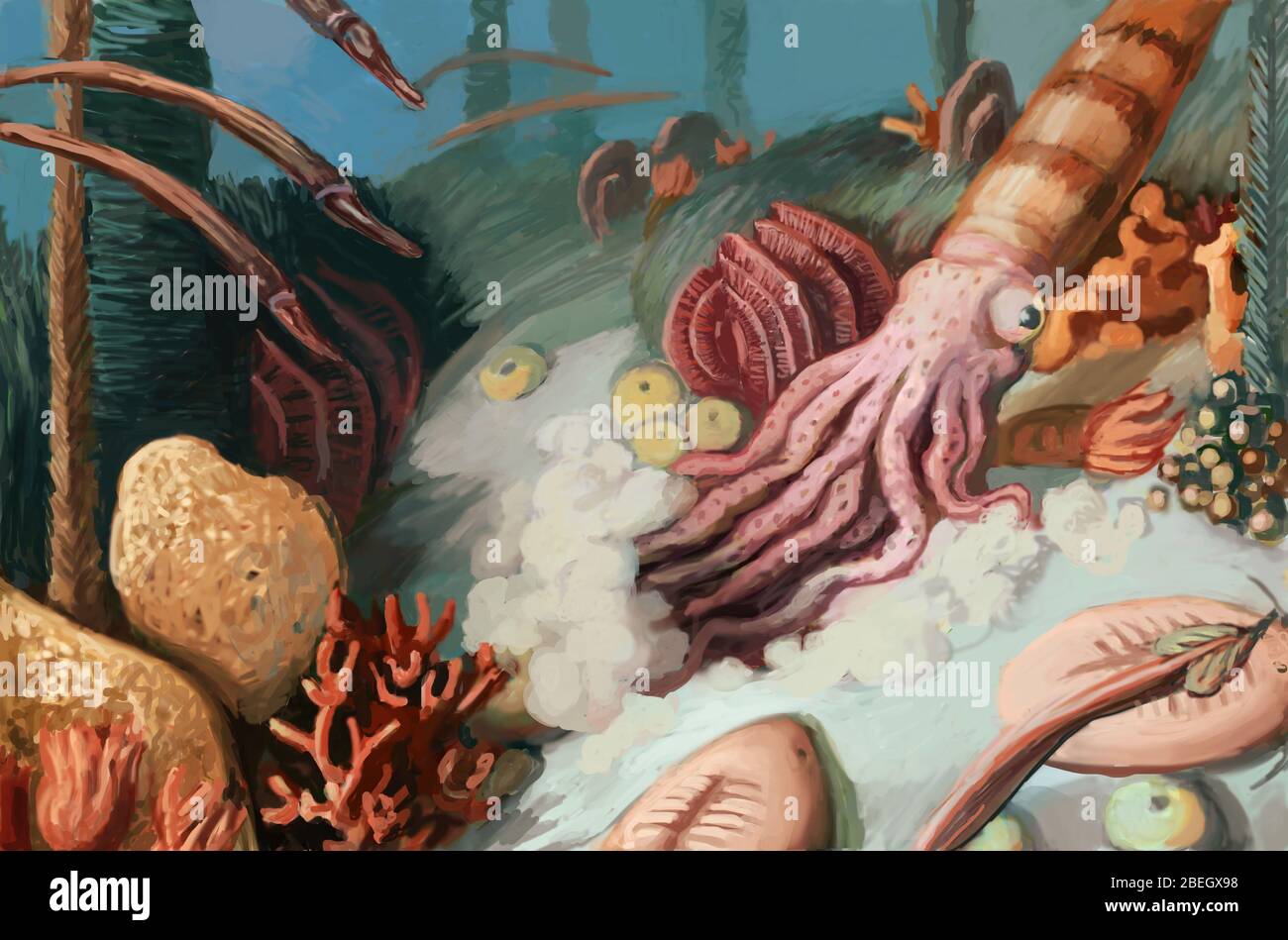 Ordovician Cephalopod