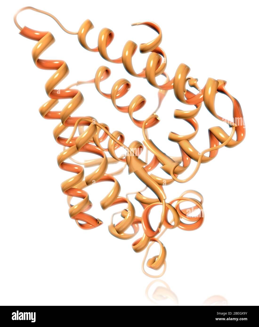 Androgenics hi-res stock photography and images - Alamy