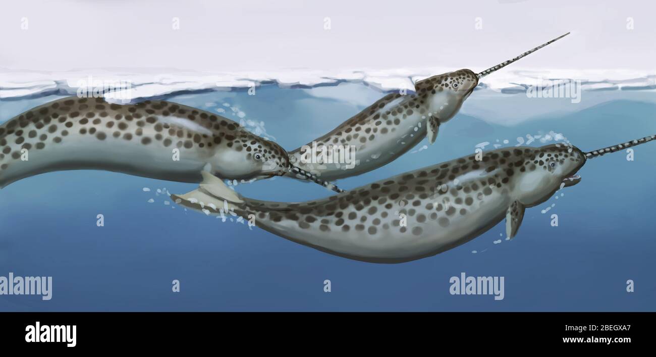 Narwhals hi-res stock photography and images - Alamy