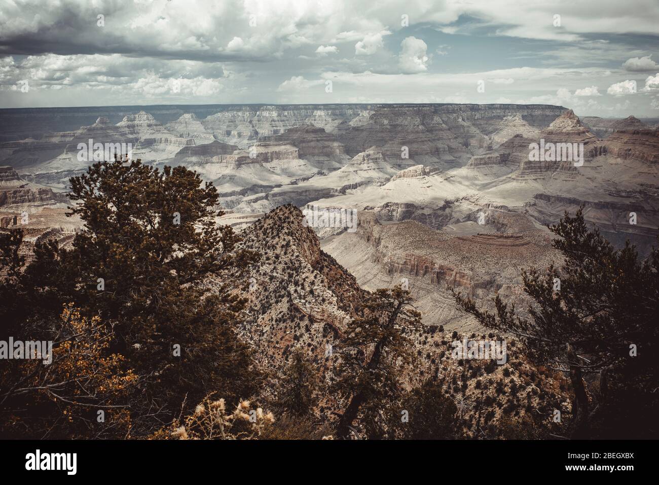 Grand Canyon environment at summer Stock Photo - Alamy