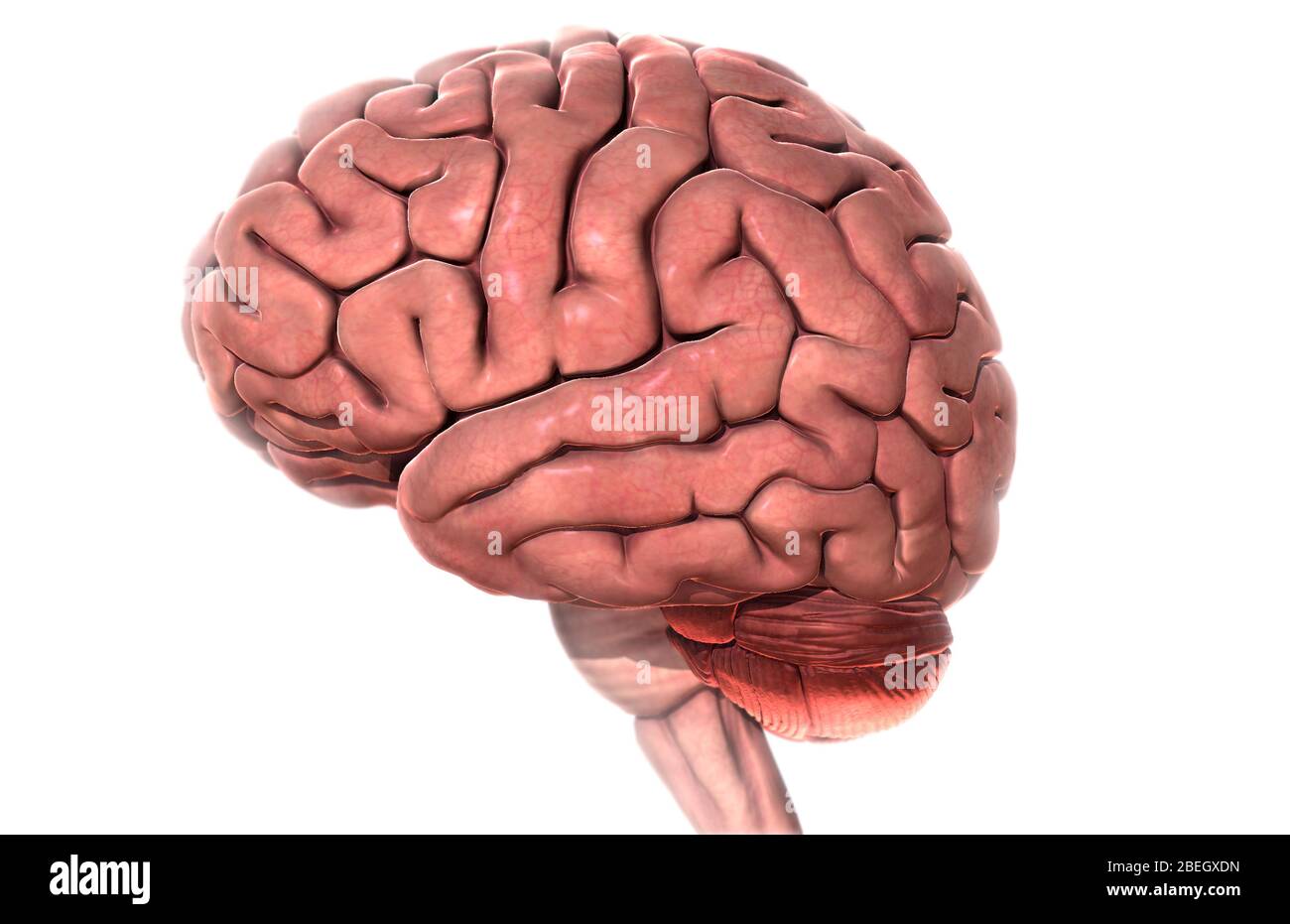 Human Brain, Lateral View Stock Photo - Alamy