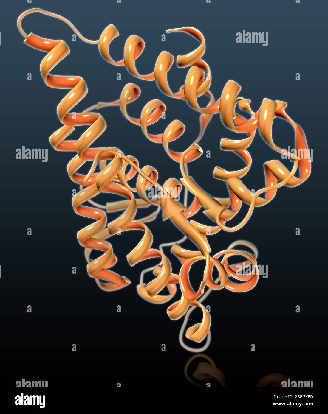 Androgen Receptor Molecular Model Stock Photo - Alamy