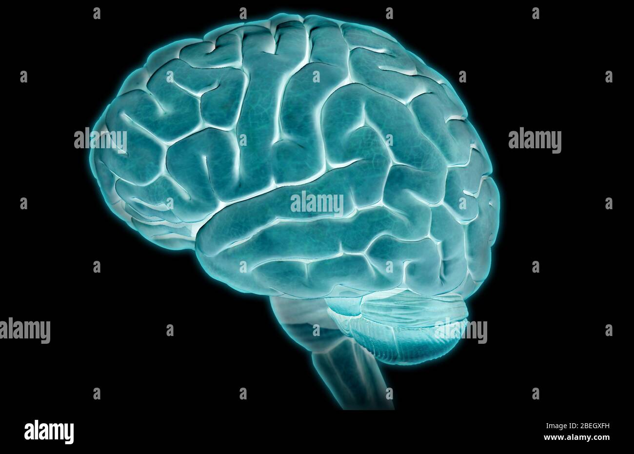 Human Brain, Lateral View Stock Photo - Alamy
