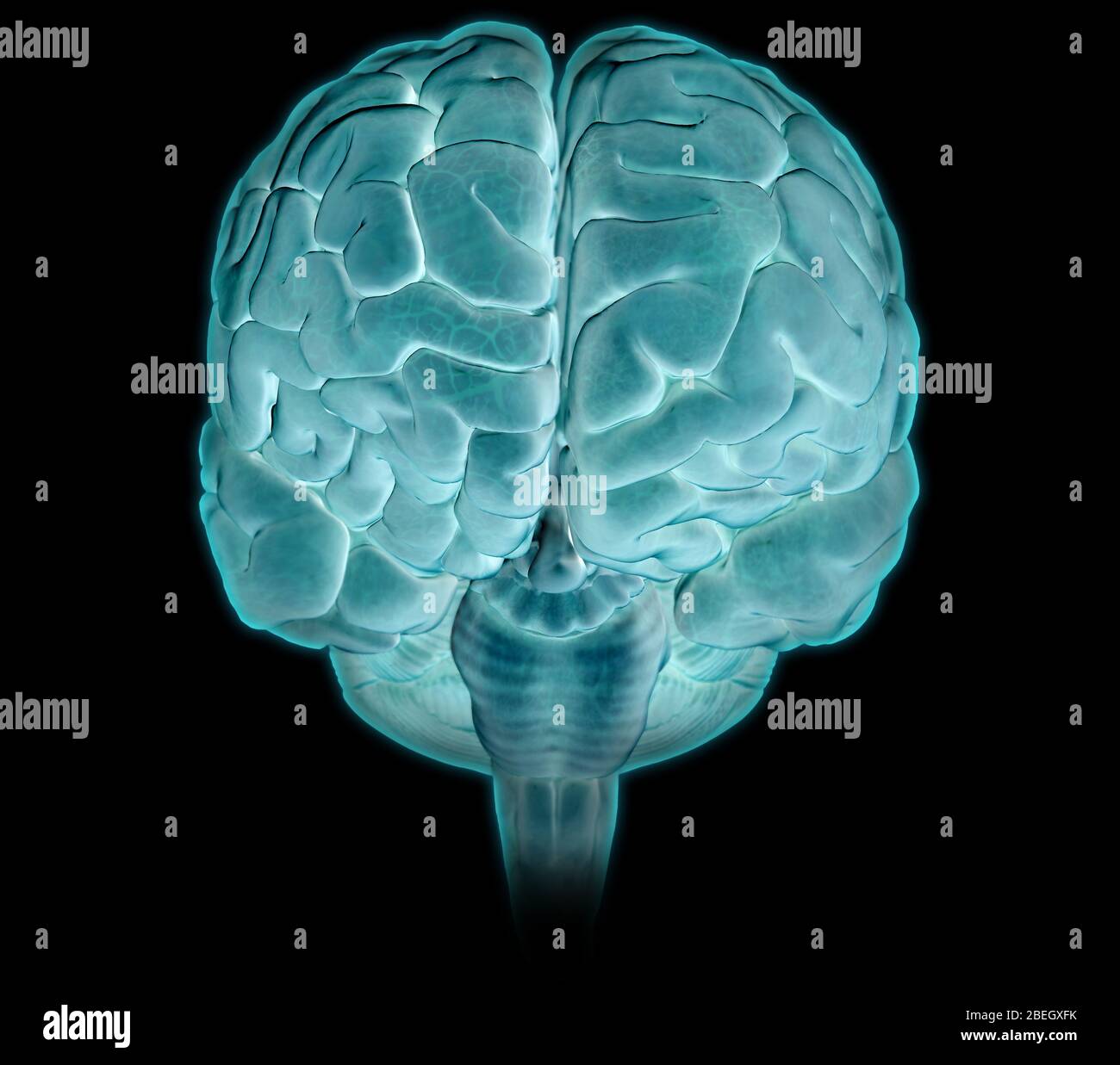 Brain Anterior View