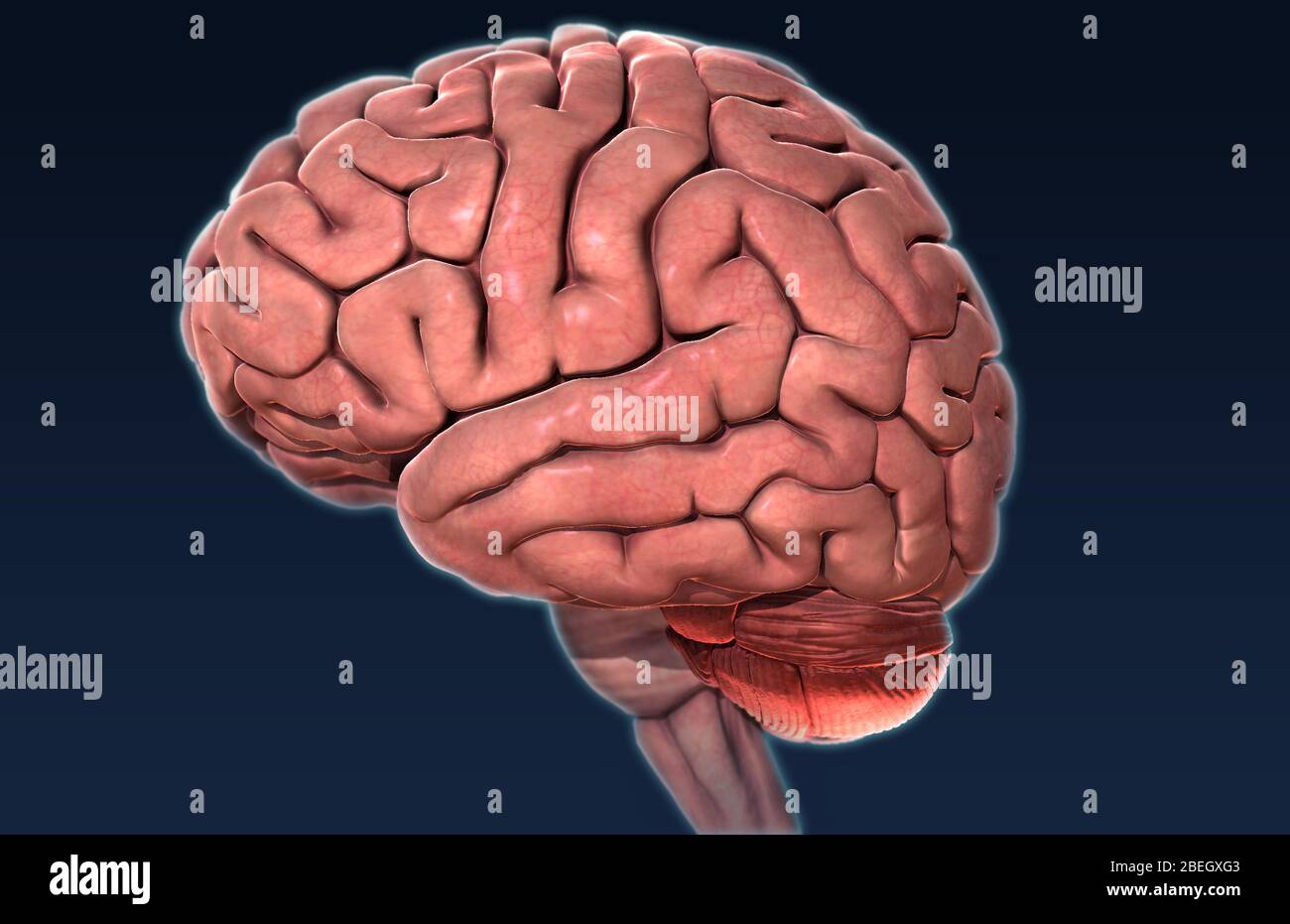 Human Brain, Lateral View Stock Photo - Alamy