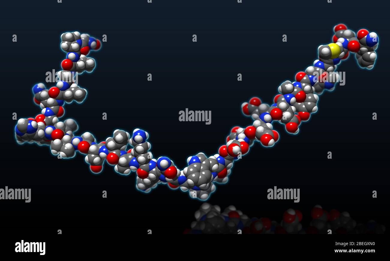 Gastrin molecular model hi-res stock photography and images - Alamy