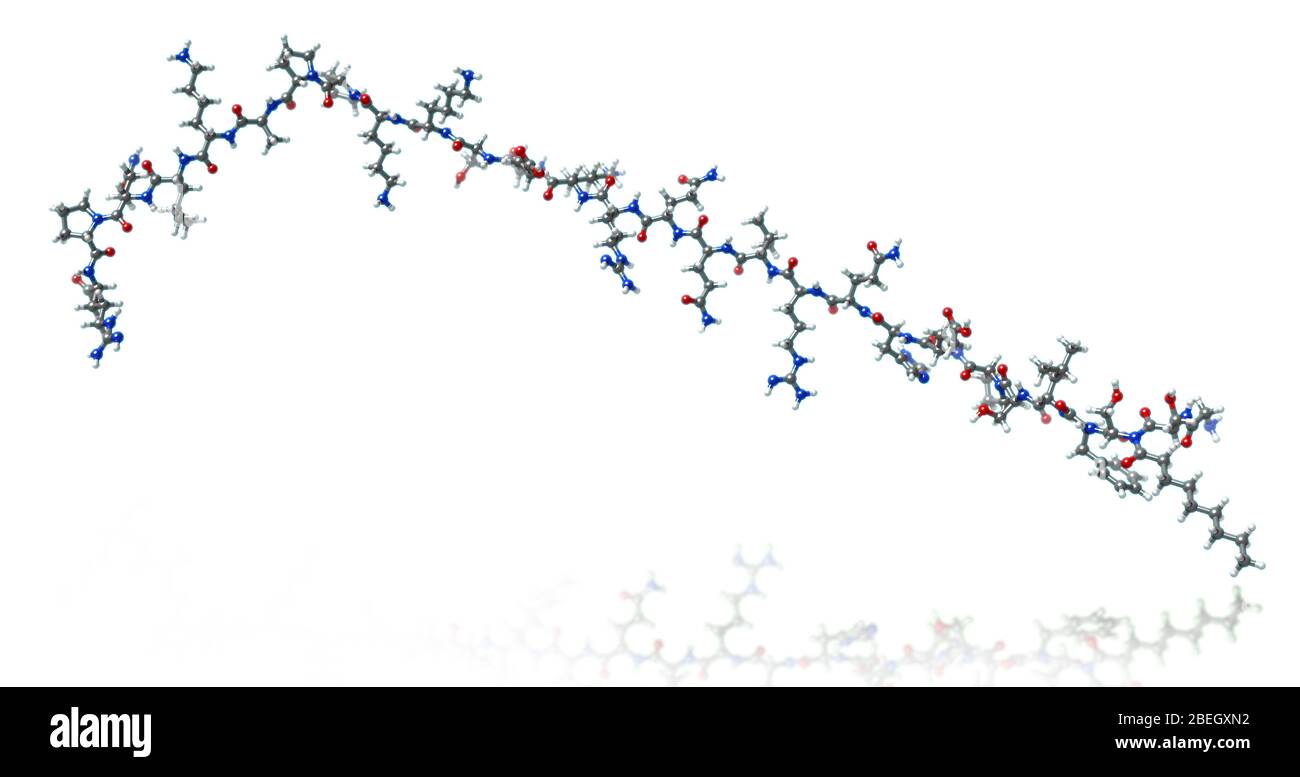 Ghrelin Molecular Model Stock Photo - Alamy