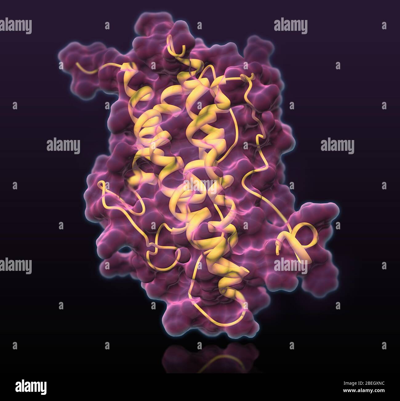 Human growth hormone hi-res stock photography and images - Alamy