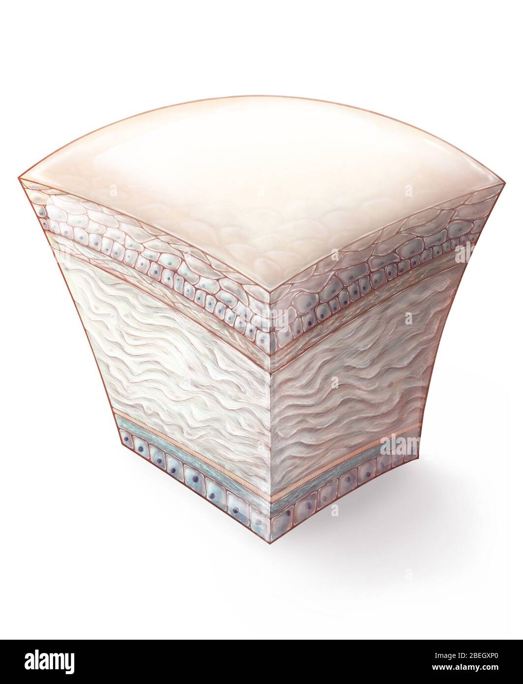 Corneal layer hi-res stock photography and images - Alamy