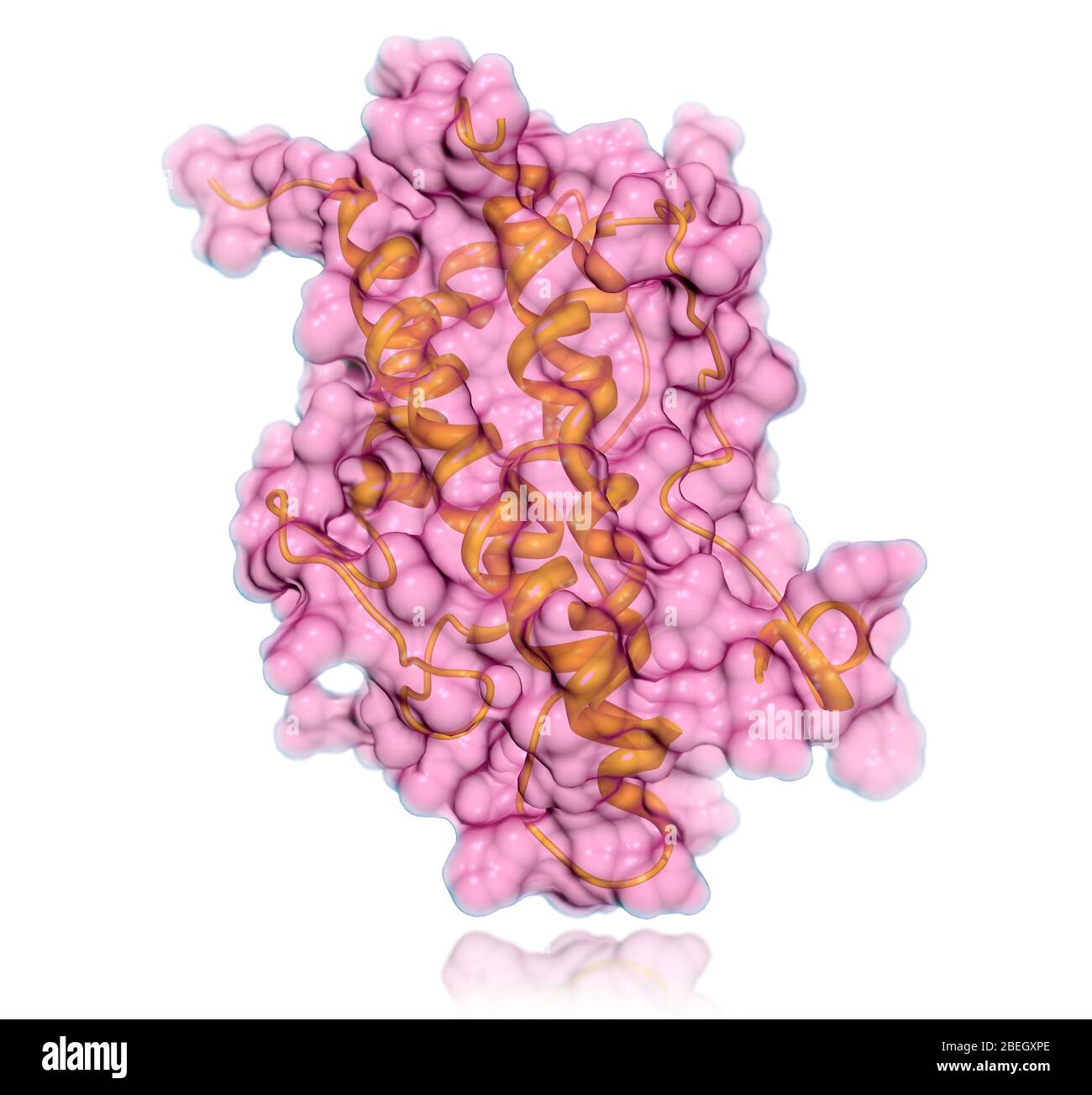 Human growth hormone hi-res stock photography and images - Alamy