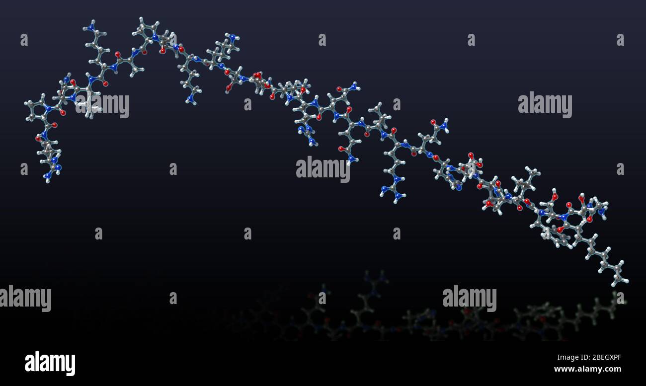 Ghrelin Molecular Model Stock Photo - Alamy