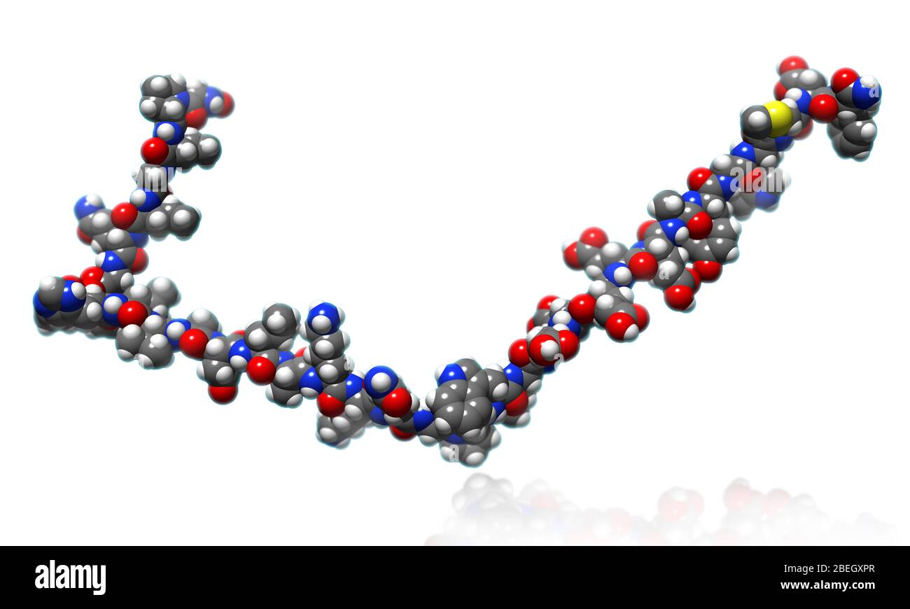 Gastrin Molecular Model Stock Photo - Alamy