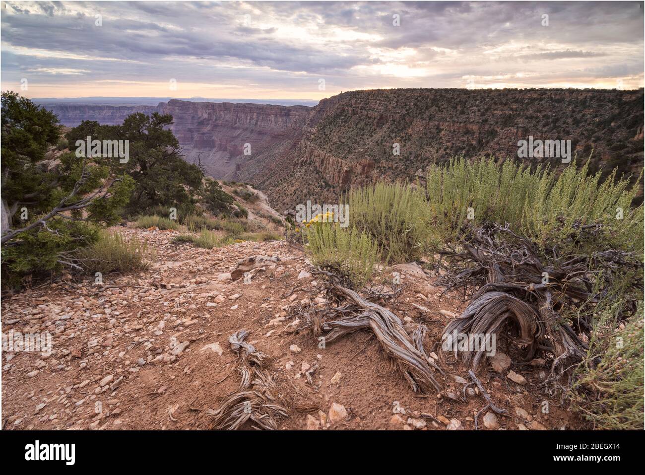 dry roots over grand canyon at Hopi Point Stock Photo - Alamy