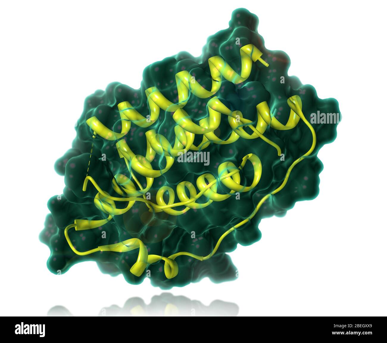 Leptin Molecular Model Stock Photo - Alamy