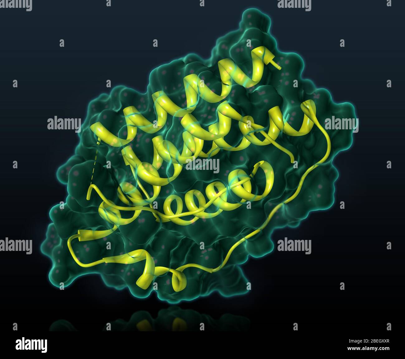 Leptin Molecular Model Stock Photo - Alamy