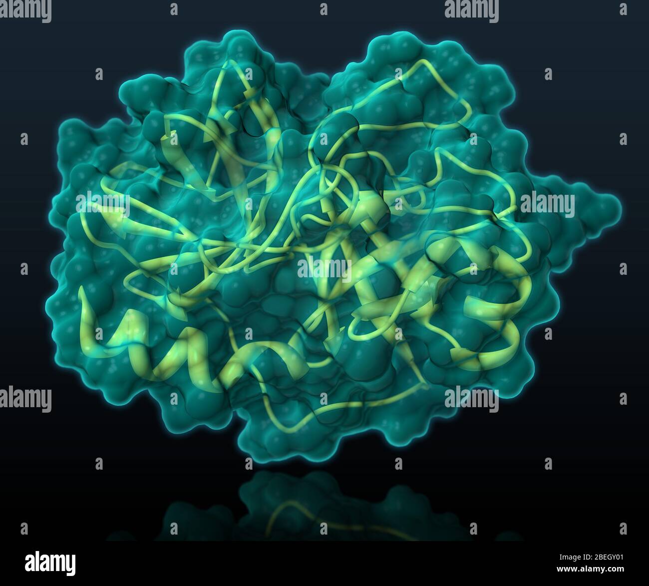 Trypsin Molecular Model Stock Photo - Alamy