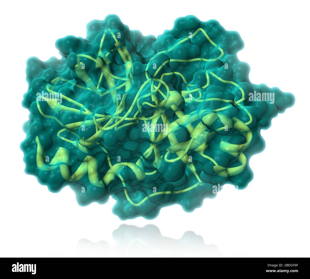 Trypsin molecular model hi-res stock photography and images - Alamy