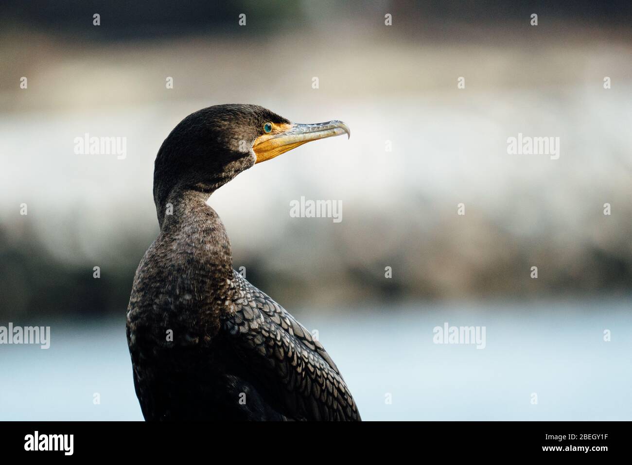 Closeup portrait of a Double-Crested Cormorant on the Puget Sound Stock ...