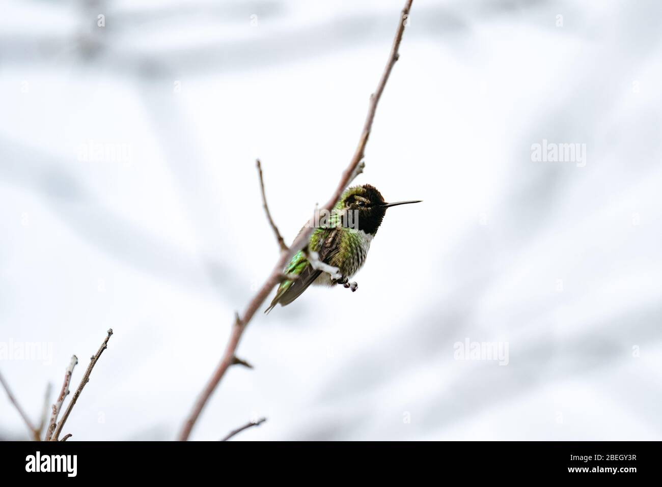 Closeup side view of an Anna's Hummingbird on a tree branch Stock Photo ...
