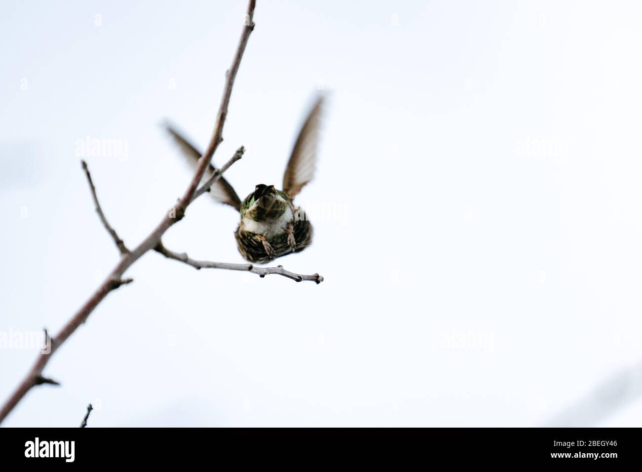 Rear view of an Anna's Hummingbird flying away Stock Photo - Alamy