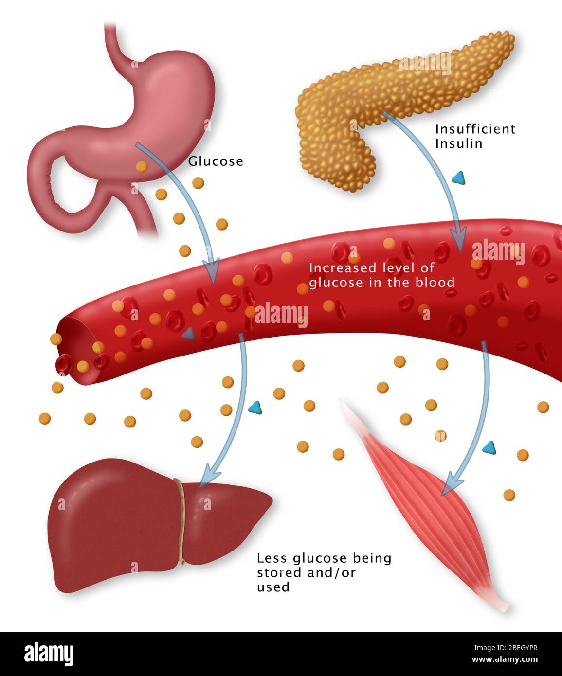 Metabolic diagram hi-res stock photography and images - Alamy