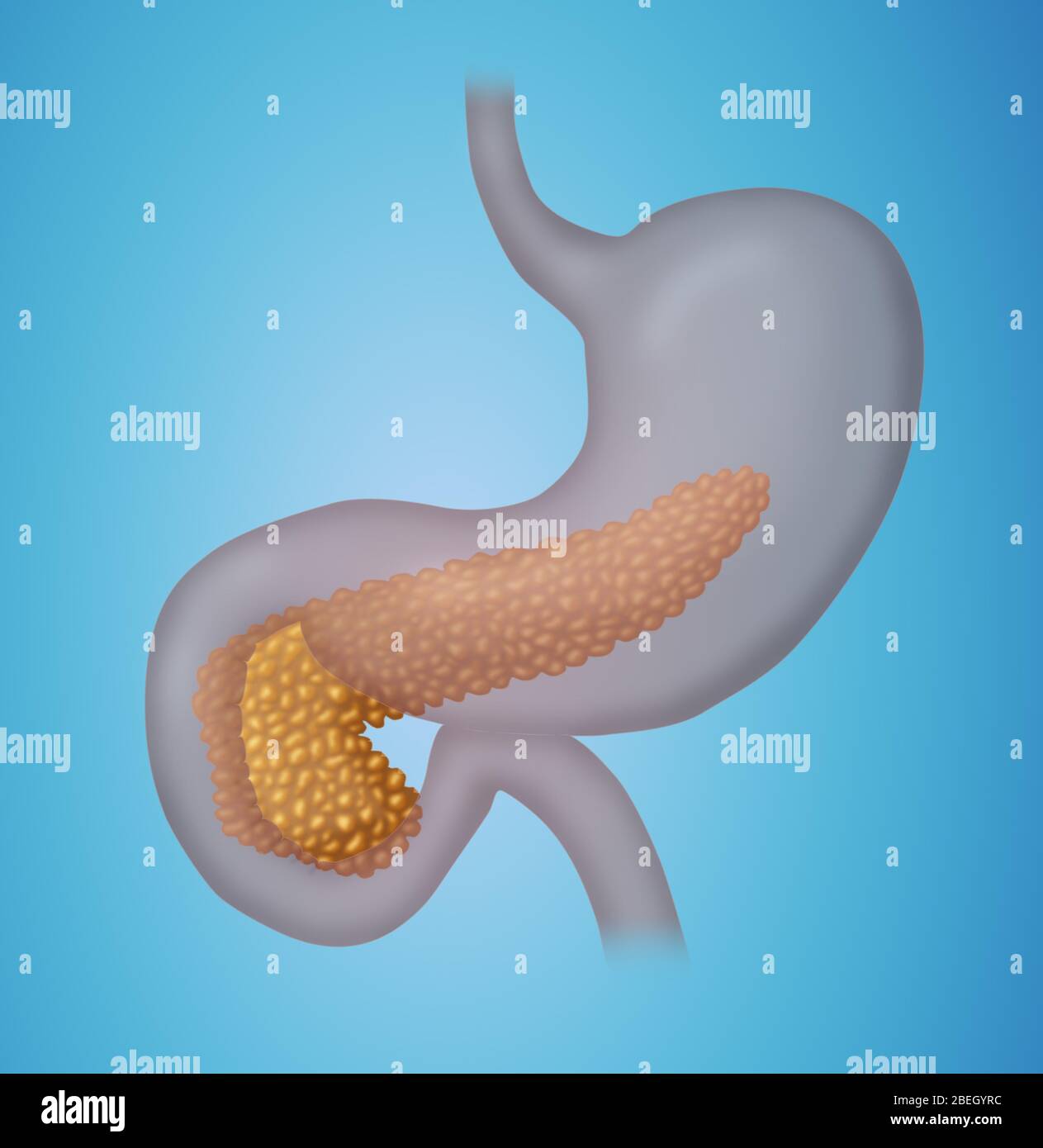 Pancreas Stock Photo - Alamy Pancreas Stock Photo - Alamy