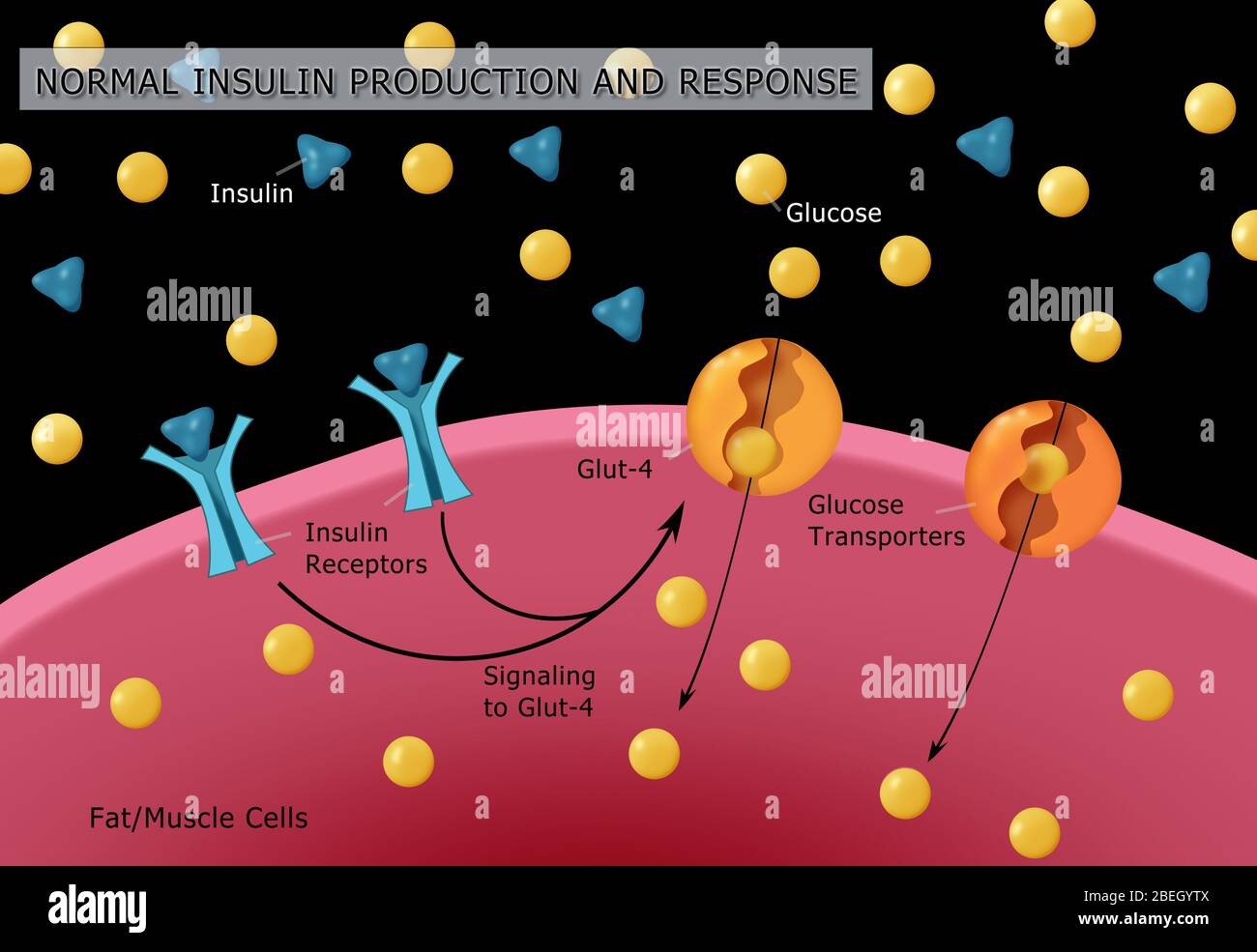Normal Insulin & Glucose Production Stock Photo - Alamy