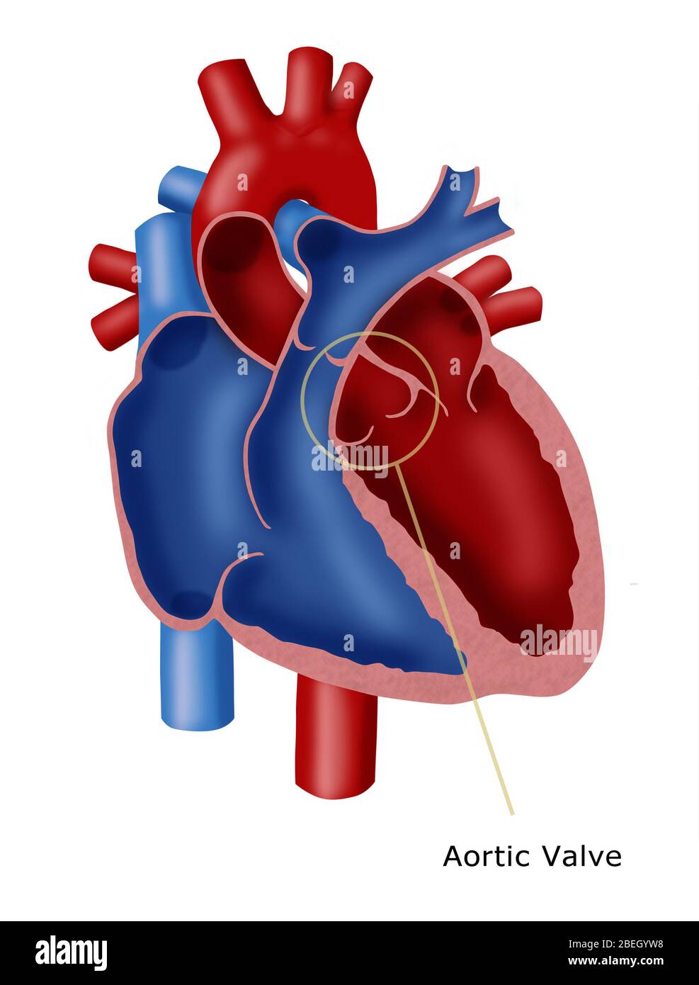 Aortic hi-res stock photography and images - Alamy