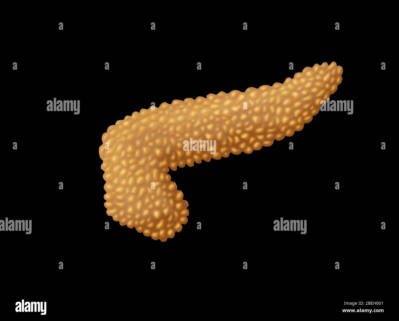 Glandular system hi-res stock photography and images - Alamy