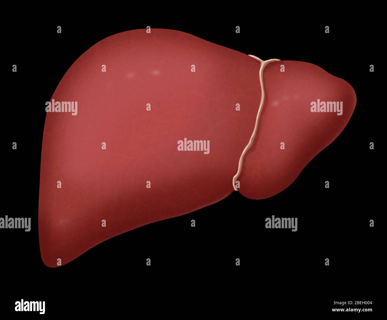 Normal liver hi-res stock photography and images - Alamy