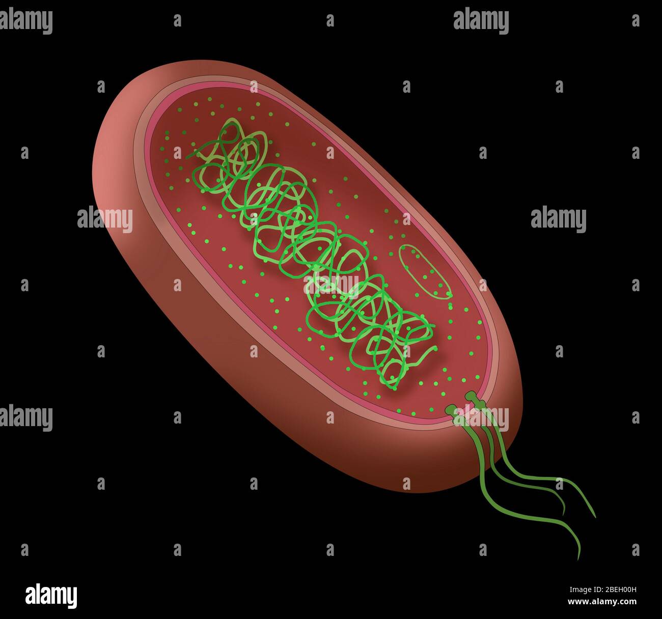 Bacterial cell hi-res stock photography and images - Alamy