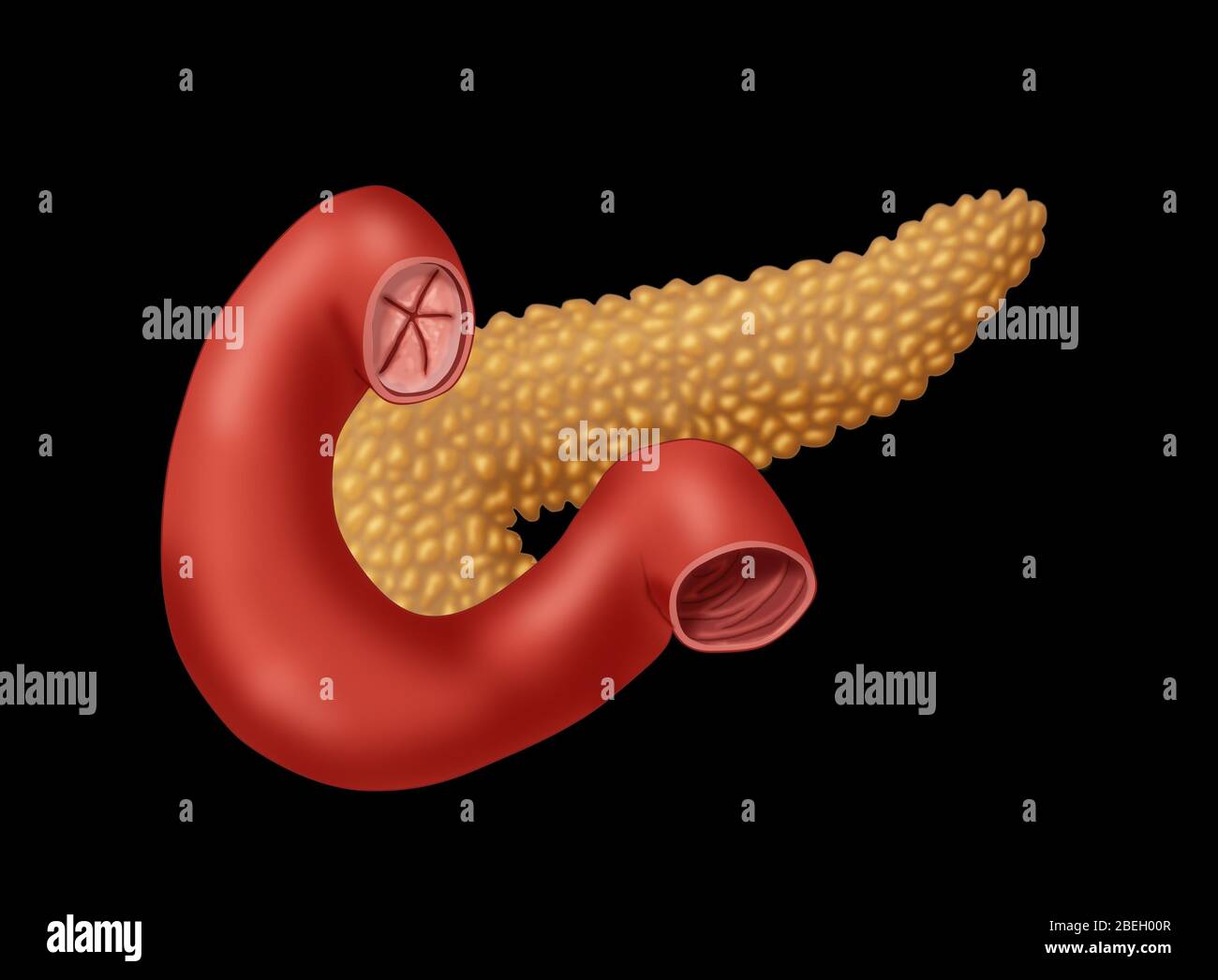 Human pancreas hi-res stock photography and images - Alamy