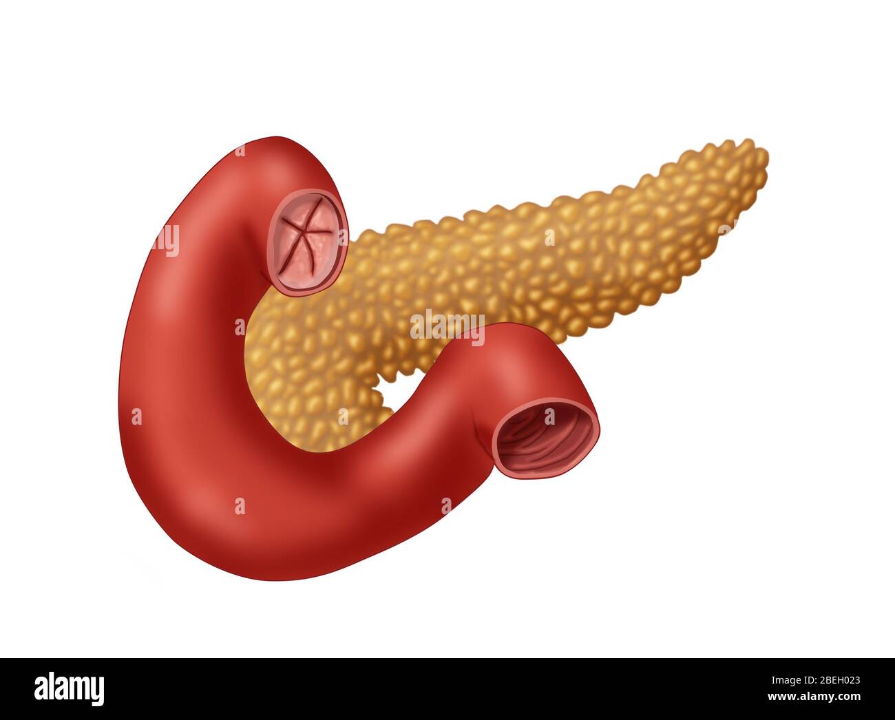 Pancreas & Small Intestine Stock Photo - Alamy