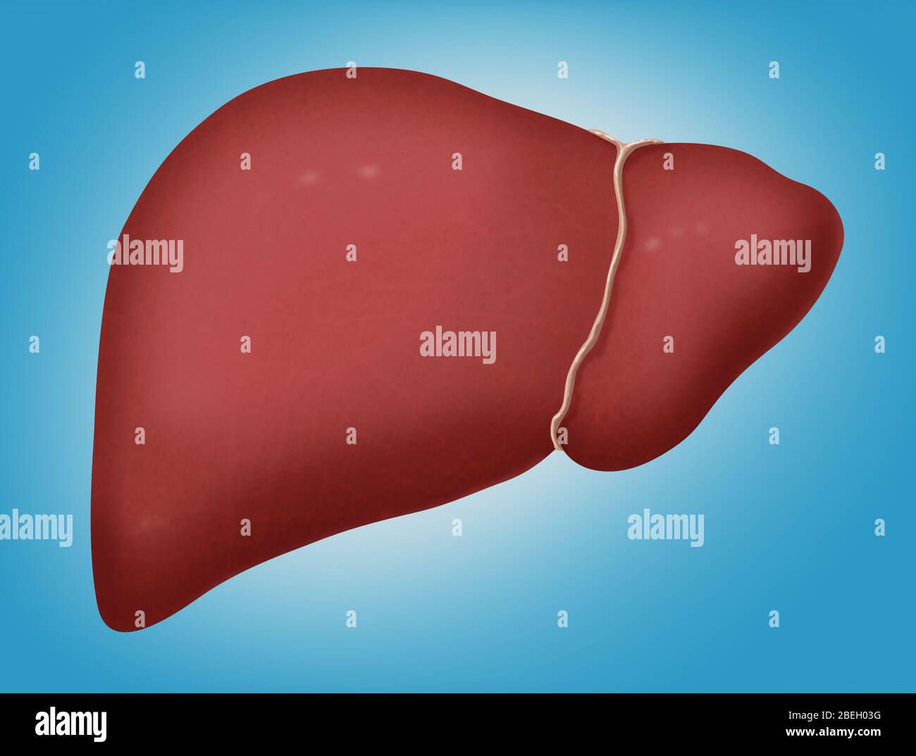 Normal liver hi-res stock photography and images - Alamy