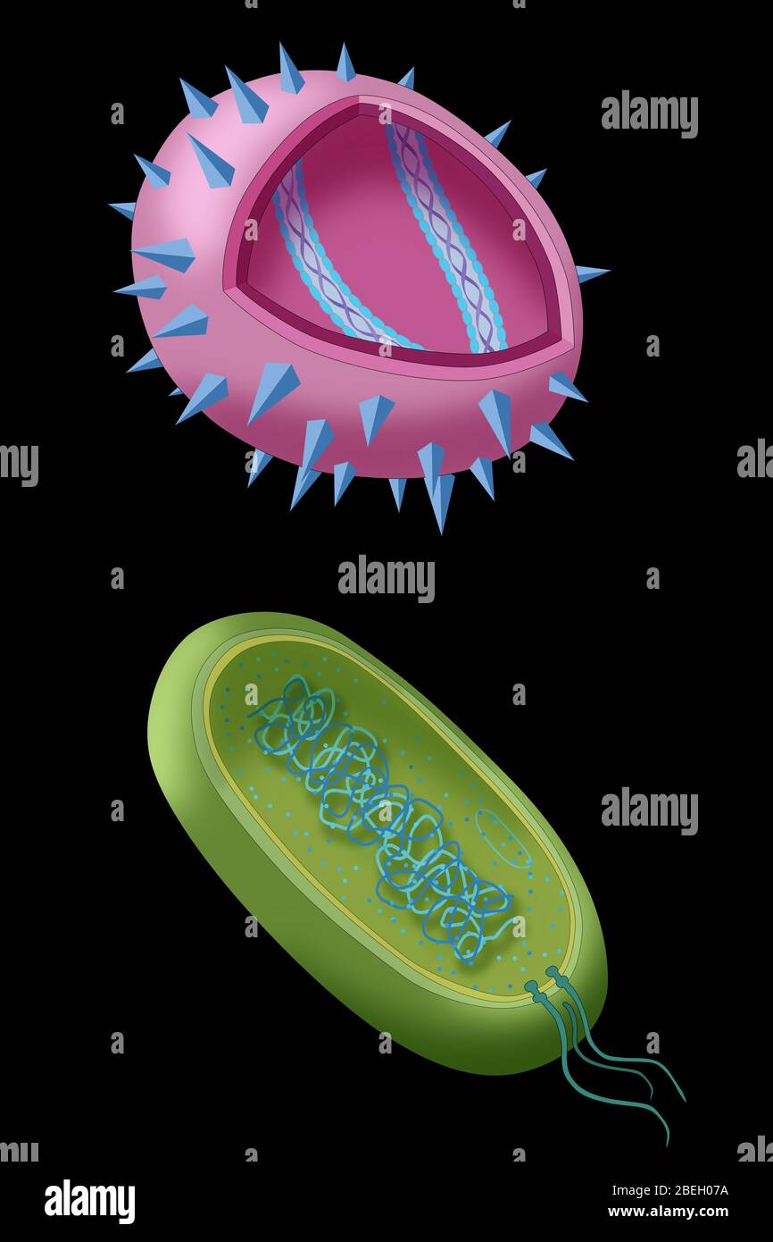 Virus and Bacteria Diagram Stock Photo - Alamy