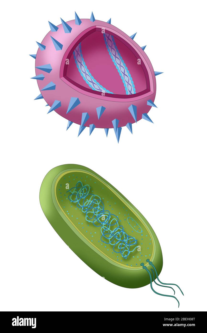 Microbe Diagram