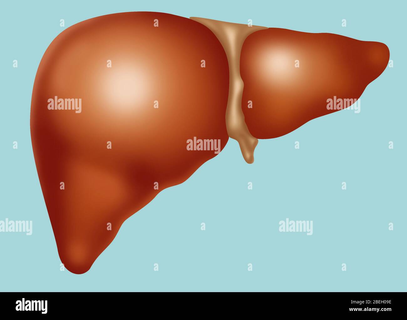 Normal liver hi-res stock photography and images - Alamy
