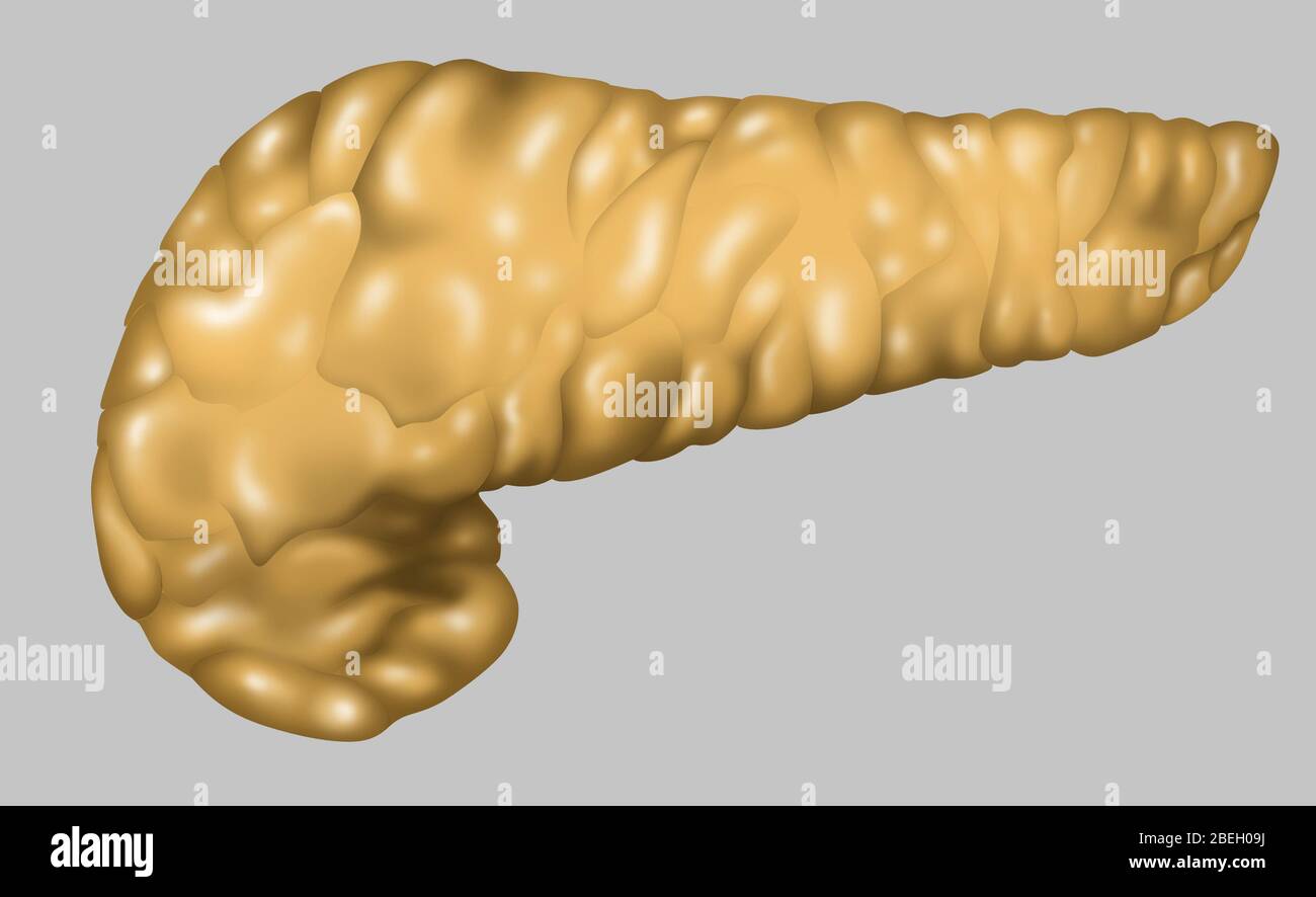 Normal pancreas hi-res stock photography and images - Alamy