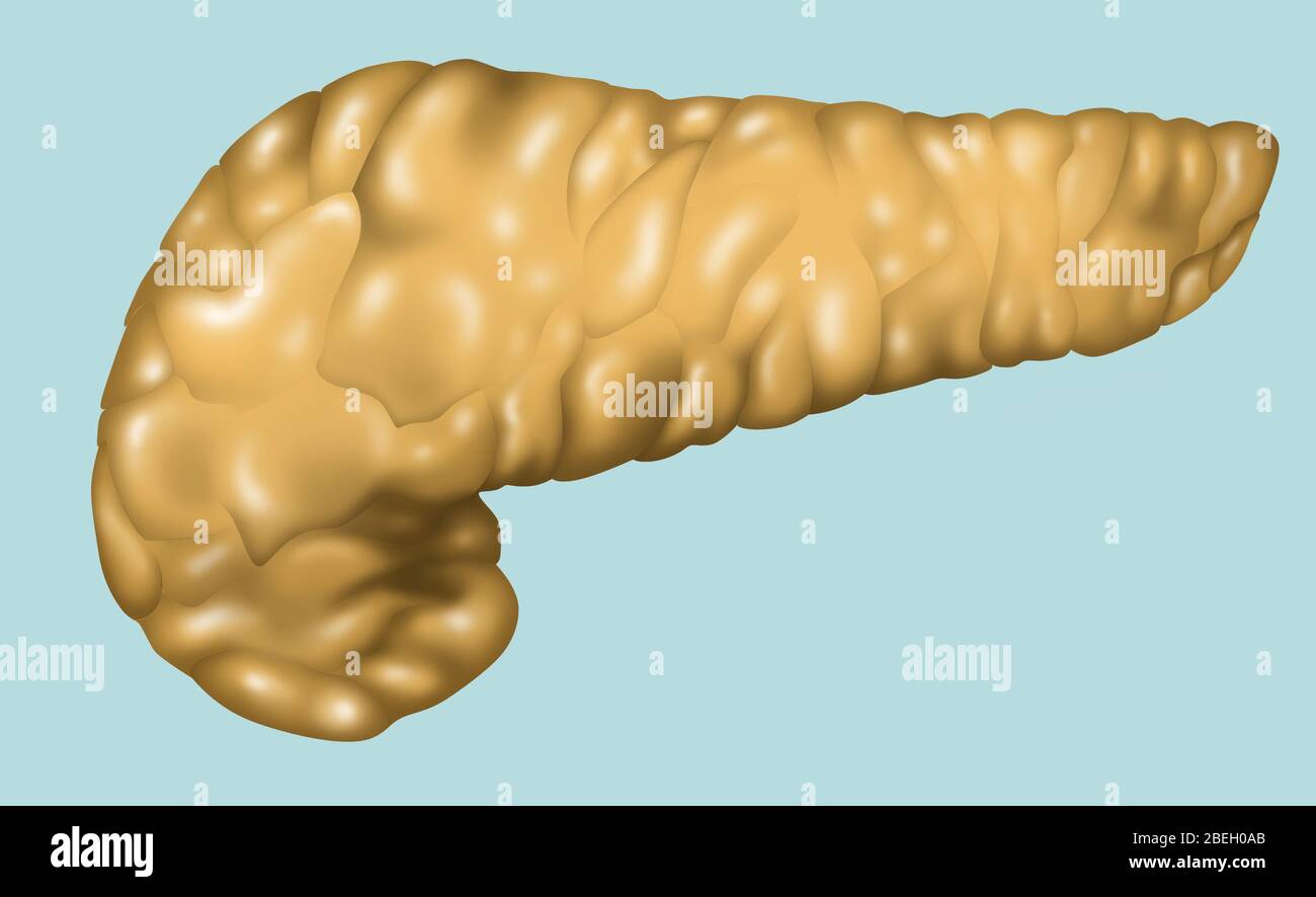 Páncreas normal hi-res stock photography and images - Alamy