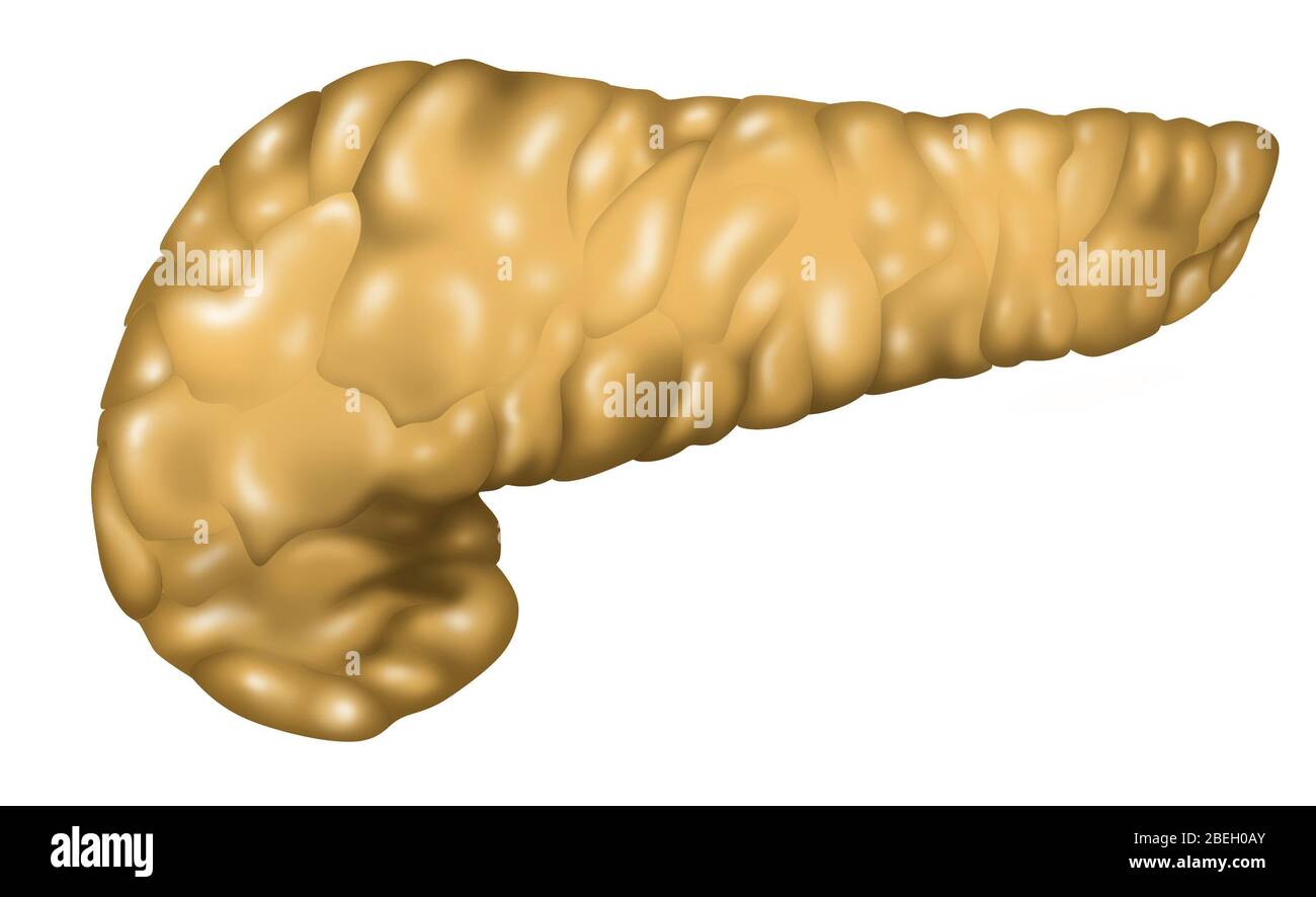 Páncreas normal Cut Out Stock Images & Pictures - Alamy