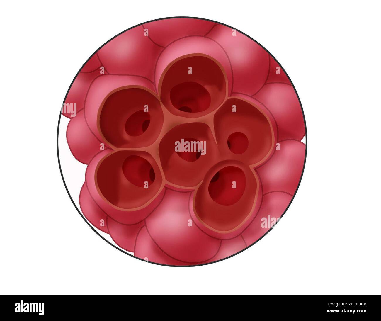 Healthy lung alveoli hi-res stock photography and images - Alamy