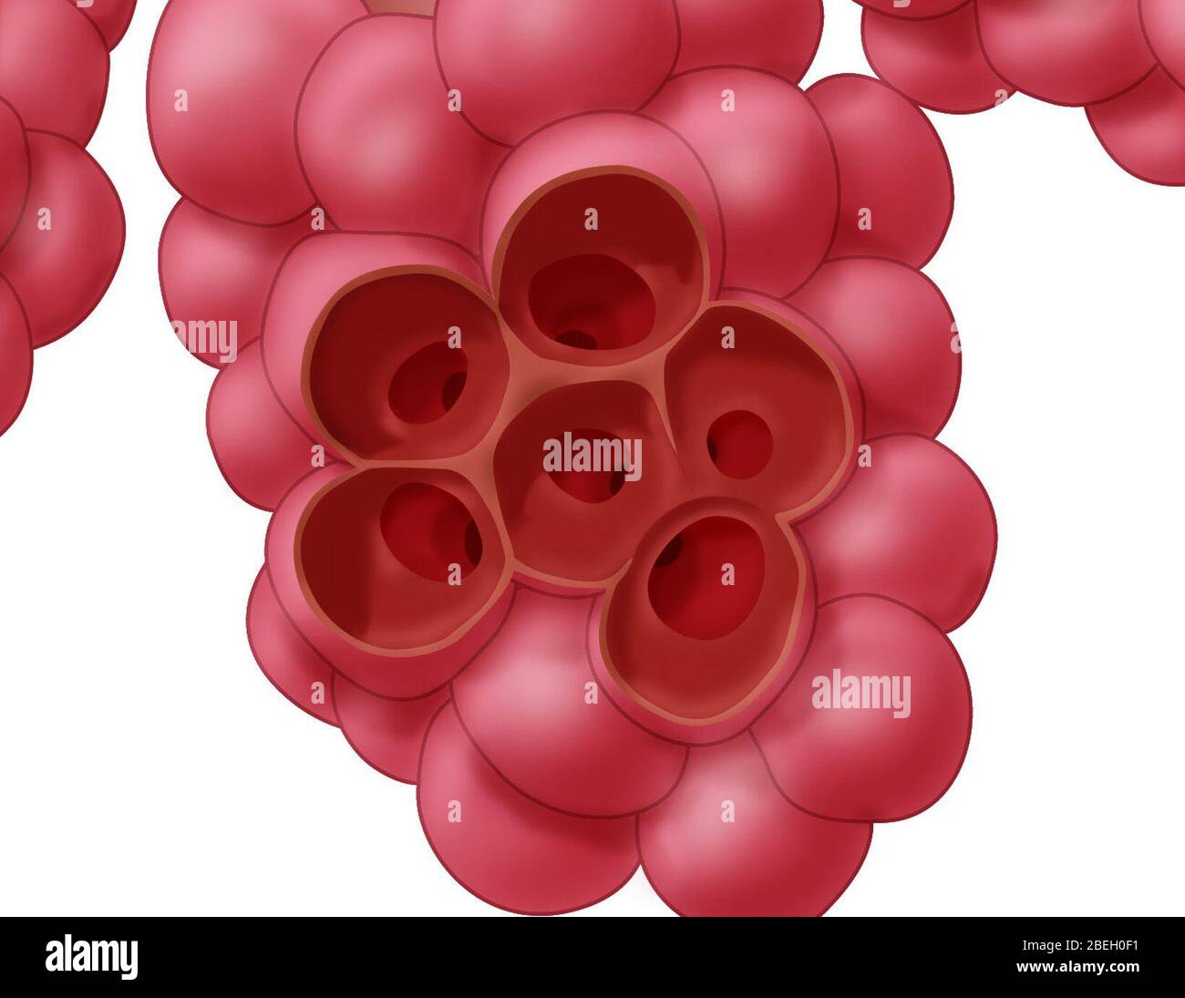 Healthy Lung Alveoli High Resolution Stock Photography and Images - Alamy