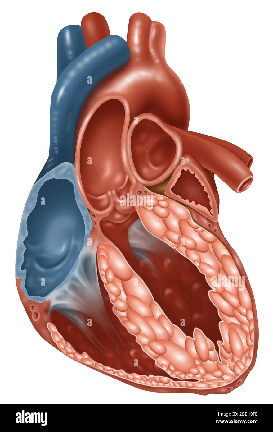Human heart anatomy healthy hi-res stock photography and images - Alamy